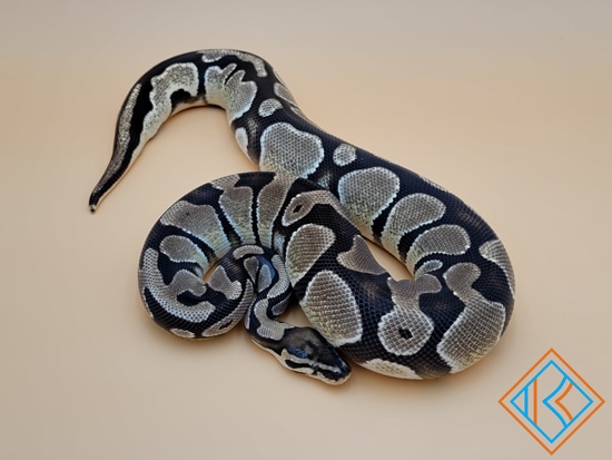 OD Het Pied Ball Python by Kaptive Keepers