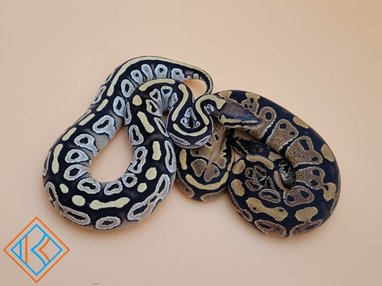 Het Clown Pos Het Monsoon Pied Lavender PAIR Ball Python by Kaptive ...