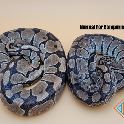 Kaptive Keepers - MorphMarket