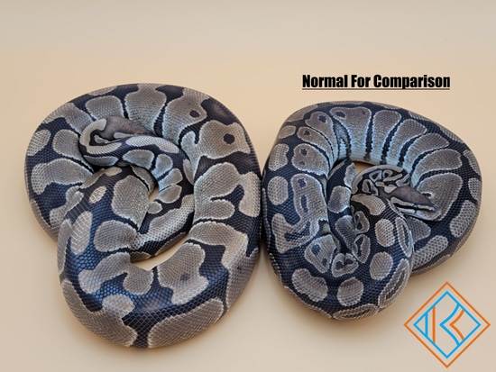 Dinker Project "Frag" Ball Python by Kaptive Keepers