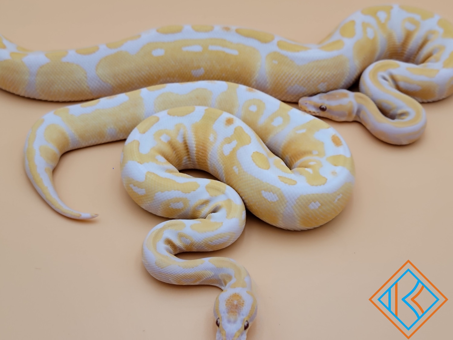 Lavender Pos Het Monsoon Pied PAIR Ball Python by Kaptive Keepers ...