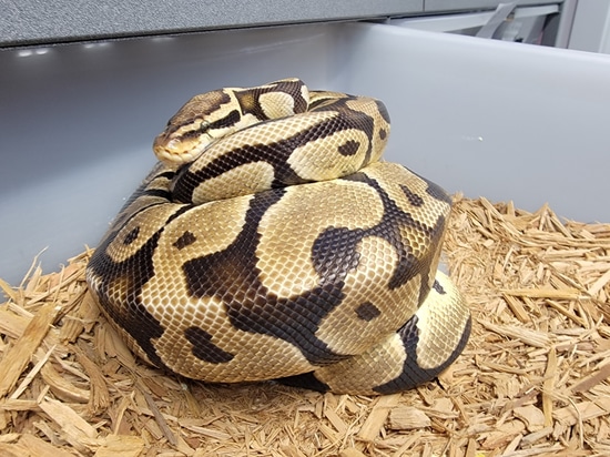 Proven|DH Clown Lavender Pastel Blade Ball Python by Kaptive Keepers