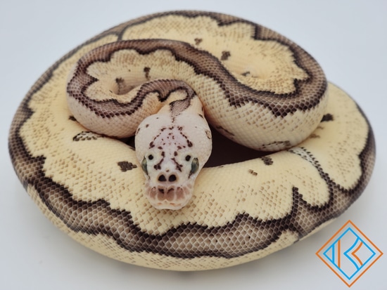 Orange Dream Fire/Vanilla Pastel Clown Ball Python by Kaptive Keepers