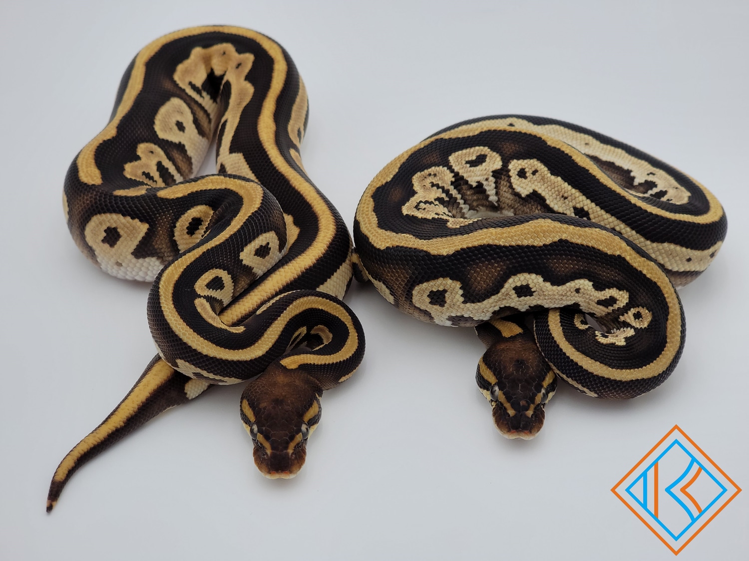 50% Het Monsoon|Pied|Lavender OD Leopard Mojave Ball Python by Kaptive ...