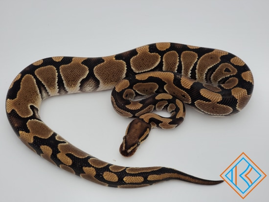 2 X Het Clown Females Ball Python by Kaptive Keepers