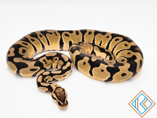 RTB|Pastel Blade 100% Het Clown Ball Python by Kaptive Keepers