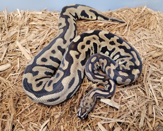 Leopard Spotnose Het Clown Ball Python by Kaptive Keepers