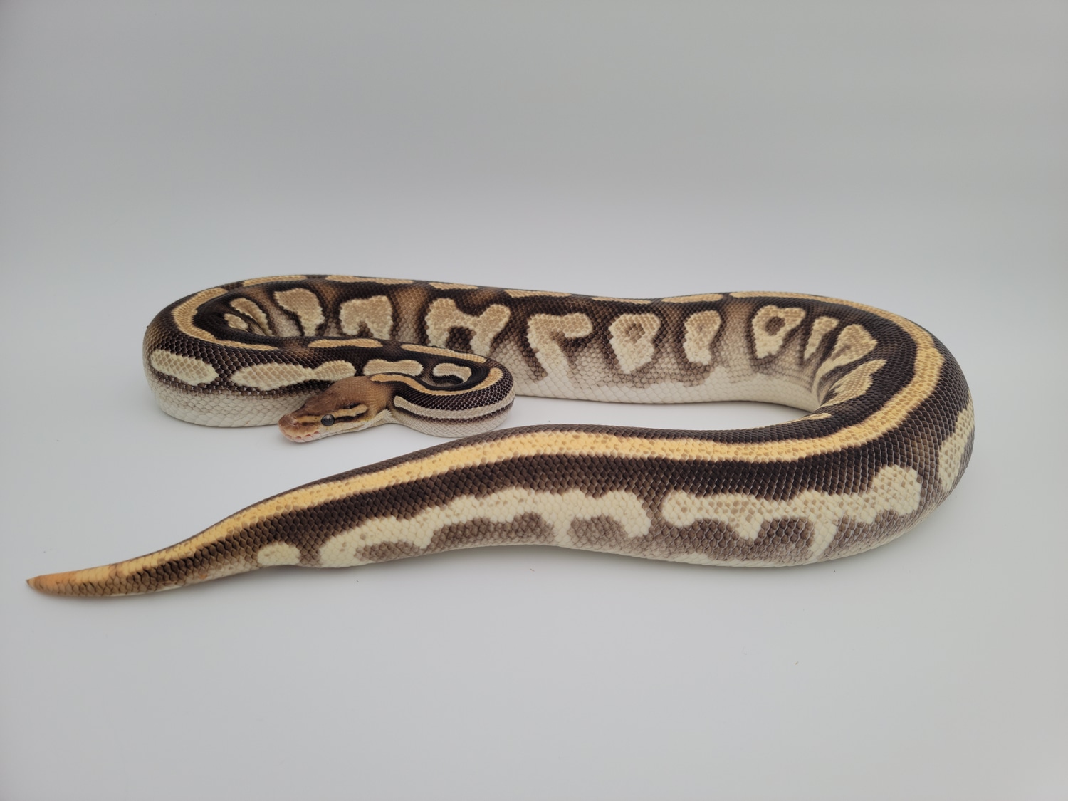 @20mm RTB| OD Cypress Phantom Ball Python by Kaptive Keepers - MorphMarket