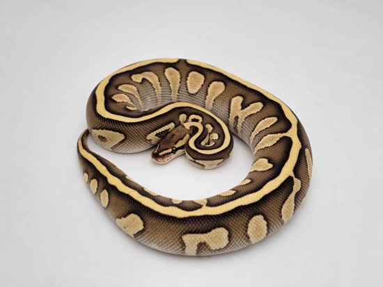 Lesser Leopard Het Clown PH Lavender Ball Python by Kaptive Keepers