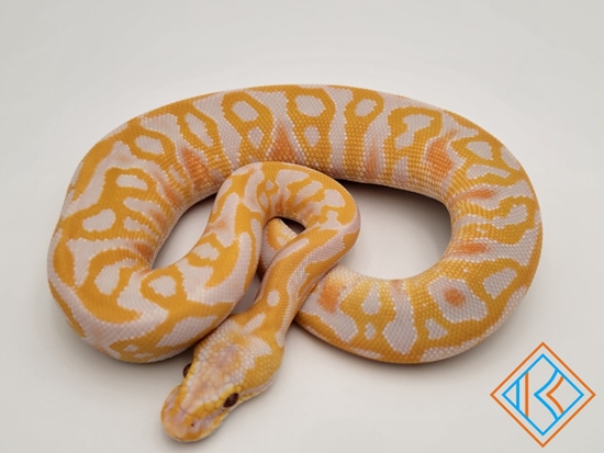 Leopard Lavender Pastel 100% Het Clown Ball Python by Kaptive Keepers