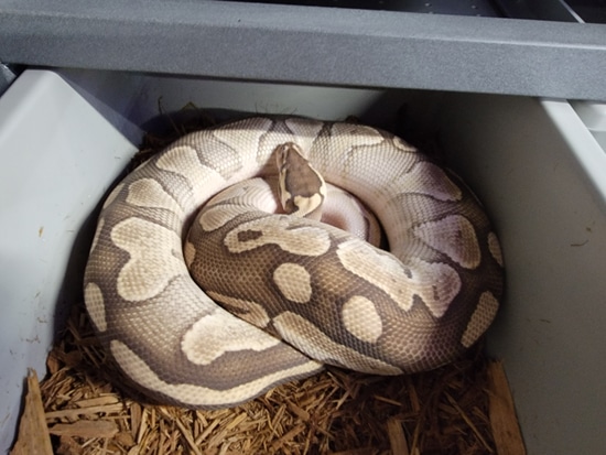 Lesser Ball Python by Kaptive Keepers