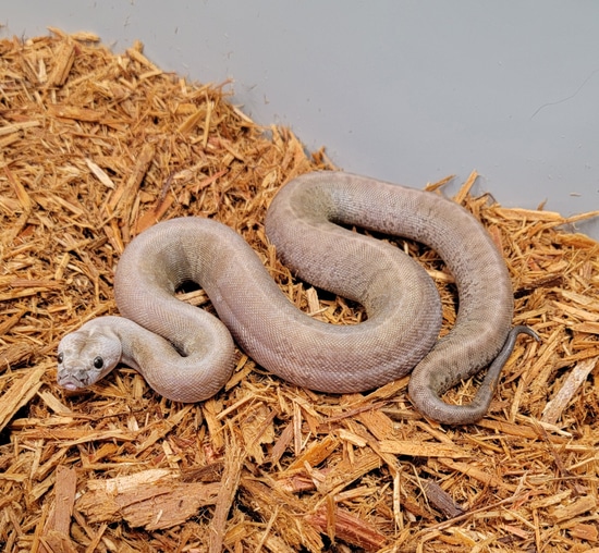 Patternless(Green) Granite 100% Het Caramel Burmese Python by Kaptive ...