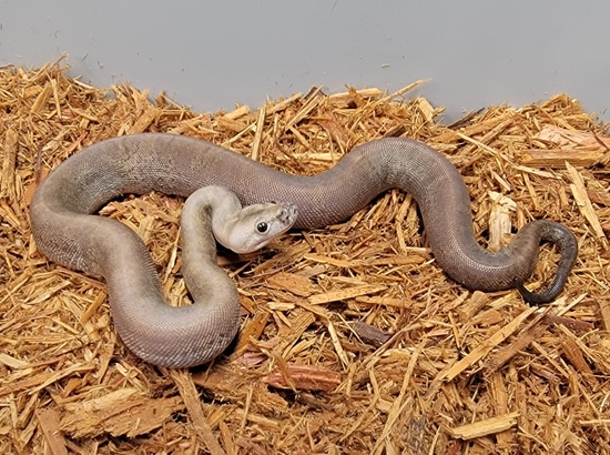 Patternless(Green) Granite 100% Het Caramel Burmese Python by Kaptive ...