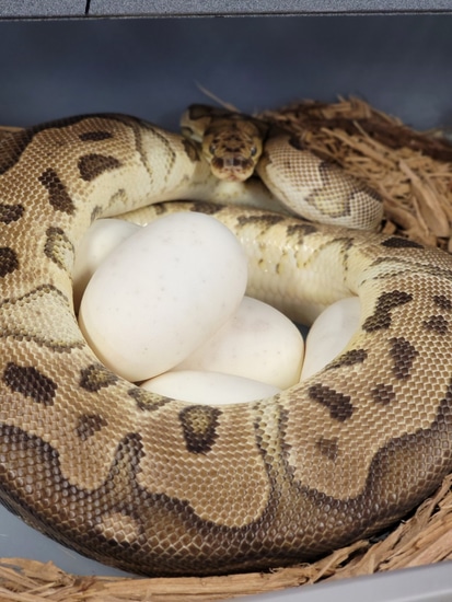 Clown Het Pied 66% Het DG Ball Python by Kaptive Keepers