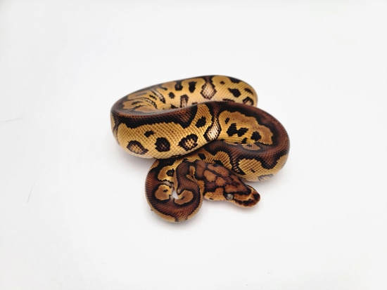 Clown 66% DH DG Pied Ball Python by Kaptive Keepers