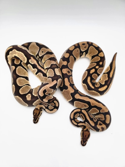 Dinker Project "Cannon" The Cannonball Ball Python by Kaptive Keepers
