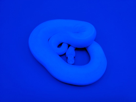 Super Lesser/Butter-BEL (Blue Eye Lucy/Leucistic) Ball Python by Kaptive Keepers