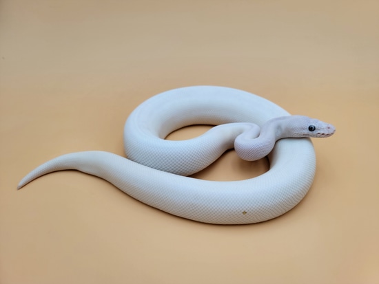 BEL Male And Adult Female Piebald Ball Python by Kaptive Keepers