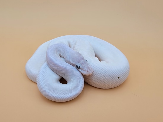 (Polka Dot Paradox) Mojave Lesser/Butter-BEL (Blue Eye Lucy/Leucistic) Ball Python by Kaptive ...
