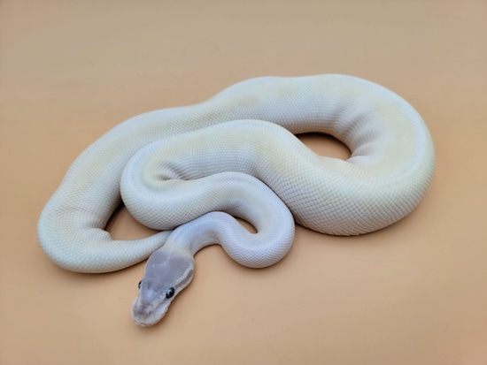 Super Mojave-BEL (Blue Eye Lucy/Leucistic) Ball Python by Kaptive Keepers