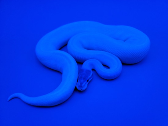 Super Mojave-BEL (Blue Eye Lucy/Leucistic) Ball Python by Kaptive Keepers