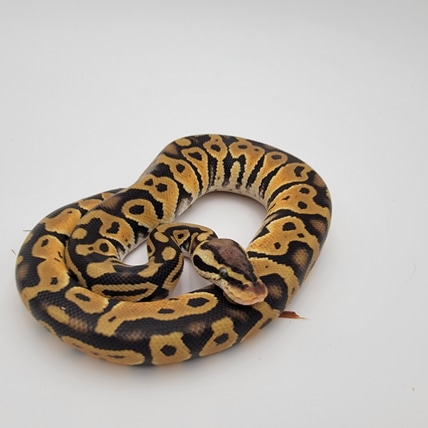 Kaptive Keepers - MorphMarket