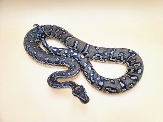 Adult Male (RTB) Angolan Python by Kaptive Keepers