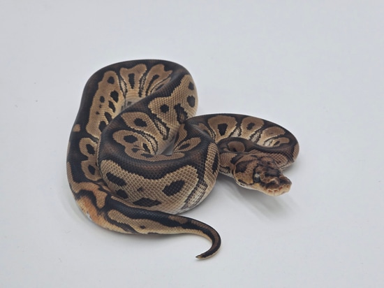 Clown Het Pied 66% Het DG Ball Python by Kaptive Keepers