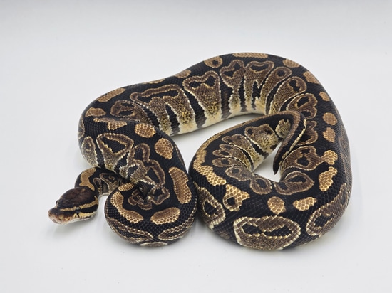 100% Het Monsoon Clown Ball Python by Kaptive Keepers