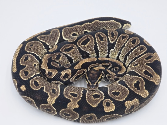 100% Het Monsoon, Pied, Lavender Ball Python by Kaptive Keepers