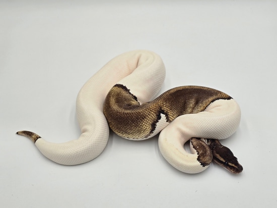 Mojave Pied 100% Het Monsoon Lavender Ball Python by Kaptive Keepers