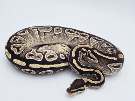 *RTB* Mojave TH Clown-Pied-Lavender Ball Python by Kaptive Keepers