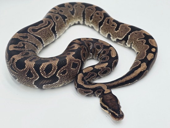 Proven Triple Het Monsoon, Ultramel, Pied Ball Python by Kaptive Keepers