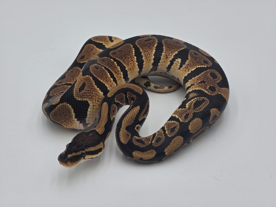 100% Het Clown 50% Het Monsoon, Pied, Ultramel Ball Python by Kaptive ...