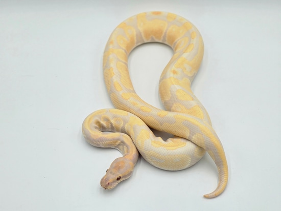 Lavender 100% Het Monsoon Pied Ball Python by Kaptive Keepers