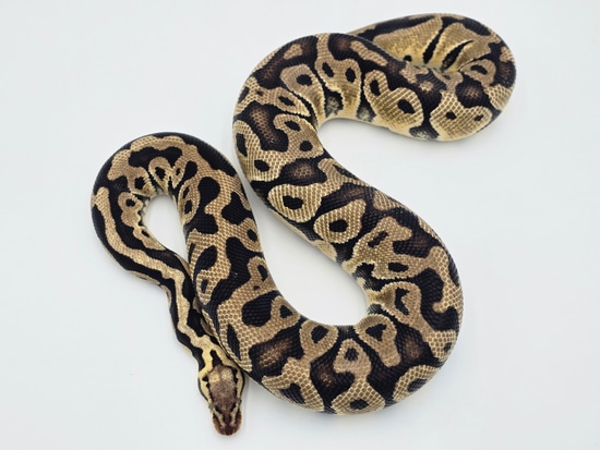 (RTB) Dbl Het Monsoon Clown-Pastel Ball Python by Kaptive Keepers