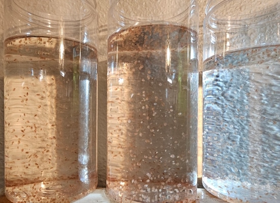 Daphnia Magna 300 Count Other Freshwater Invert by Creekwood Aquatics LLC