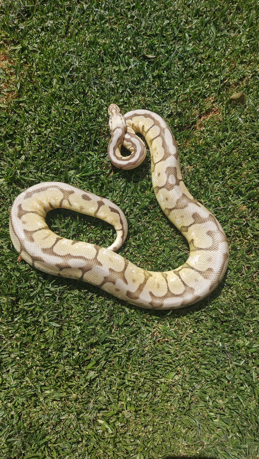 Pastel Cinnamon Spider Ball Python by Creep Factor Pets - MorphMarket