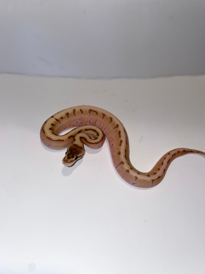 Enchi Butter Woma Pinstripe Ball Python by Creeper Ball Pythons