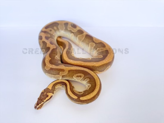 Enchi Lesser Leopard Ball Python by Creeper Ball Pythons