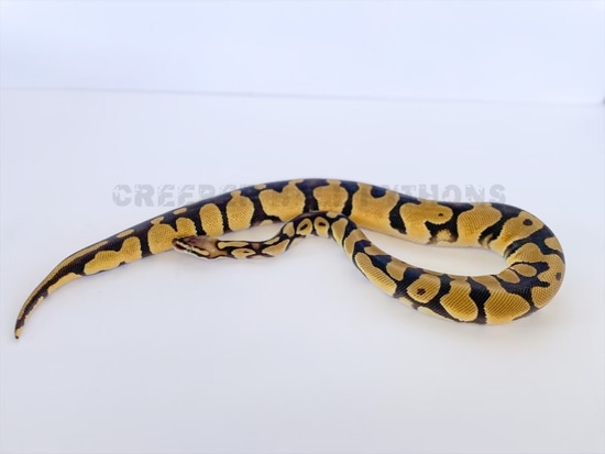 Pastel Enchi Orange Dream Ball Python by Creeper Ball Pythons