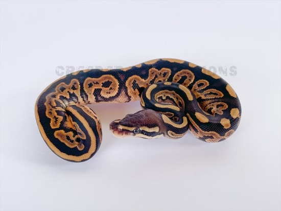 Black Pastel Het Pied 66% Het Albino Ball Python by Creeper Ball Pythons