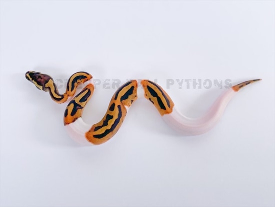 Pied %66 Het Albino Ball Python by Creeper Ball Pythons