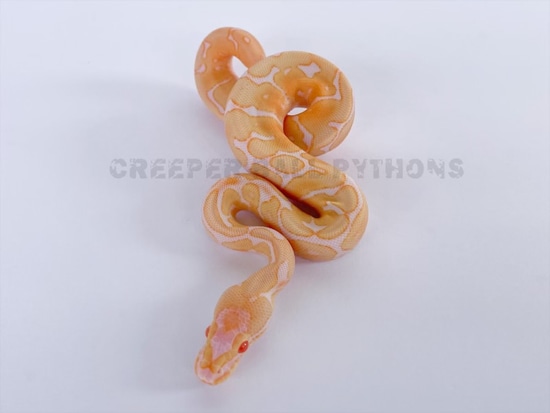 Black Pastel Spider Albino Het Pied Ball Python by Creeper Ball Pythons
