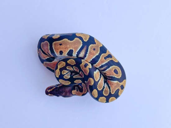 Od Het Clown Ball Python by Creeper Ball Pythons
