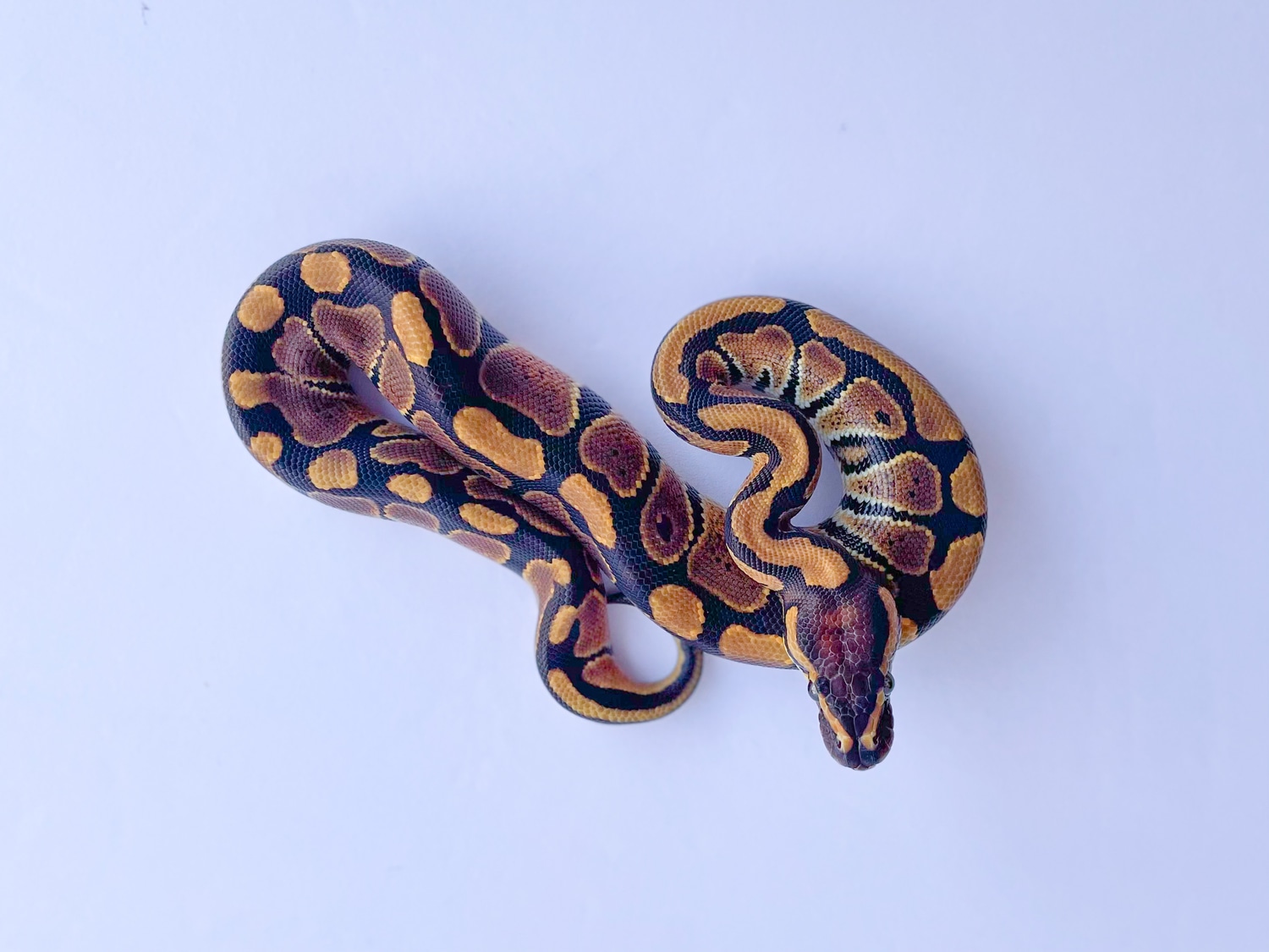 Yellow Belly Het Pied Ball Python by Creeper Ball Pythons - MorphMarket