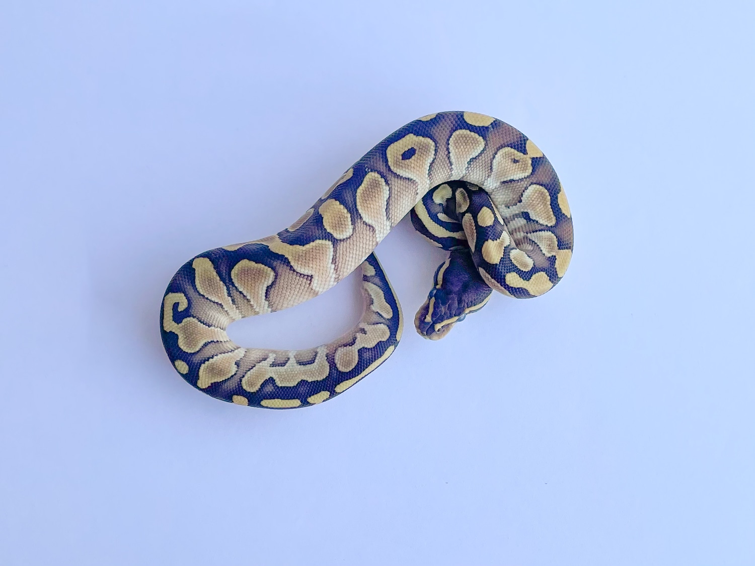 Lesser Het Clown Ball Python by Creeper Ball Pythons - MorphMarket