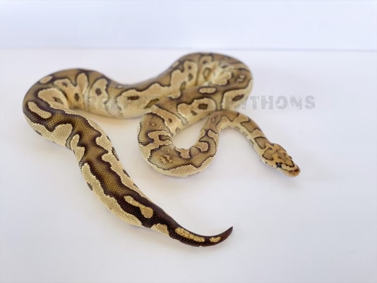 Low Reserve! Fire Clown Ball Python by Creeper Ball Pythons