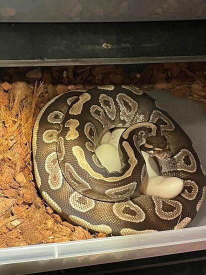 Mojave Ball Python by Creeper Ball Pythons