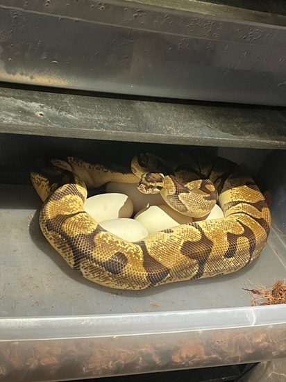 Enchi Orange Dream Ball Python by Creeper Ball Pythons